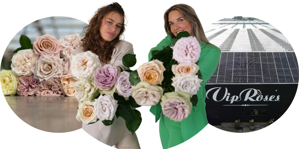 Vip Roses
